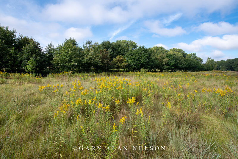 Prairie grasses and goldenrod | MN288 | Gary Alan Nelson Photography