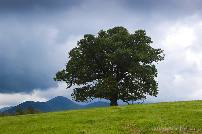 Tree on Rise | Lake District National Park, England | Gary Alan Nelson ...