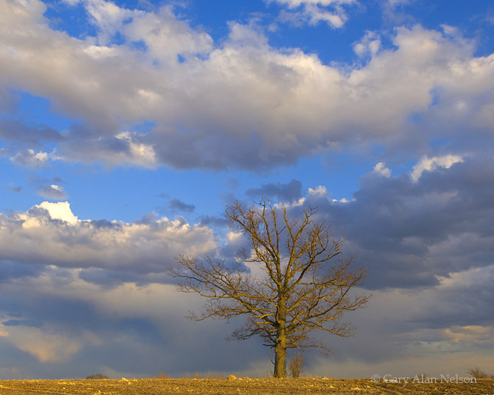 Oak Tree and Sky | Central Minnesota | Gary Alan Nelson Photography
