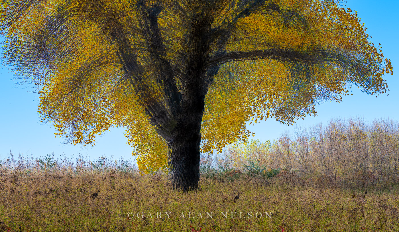 Gary Alan Nelson Photography