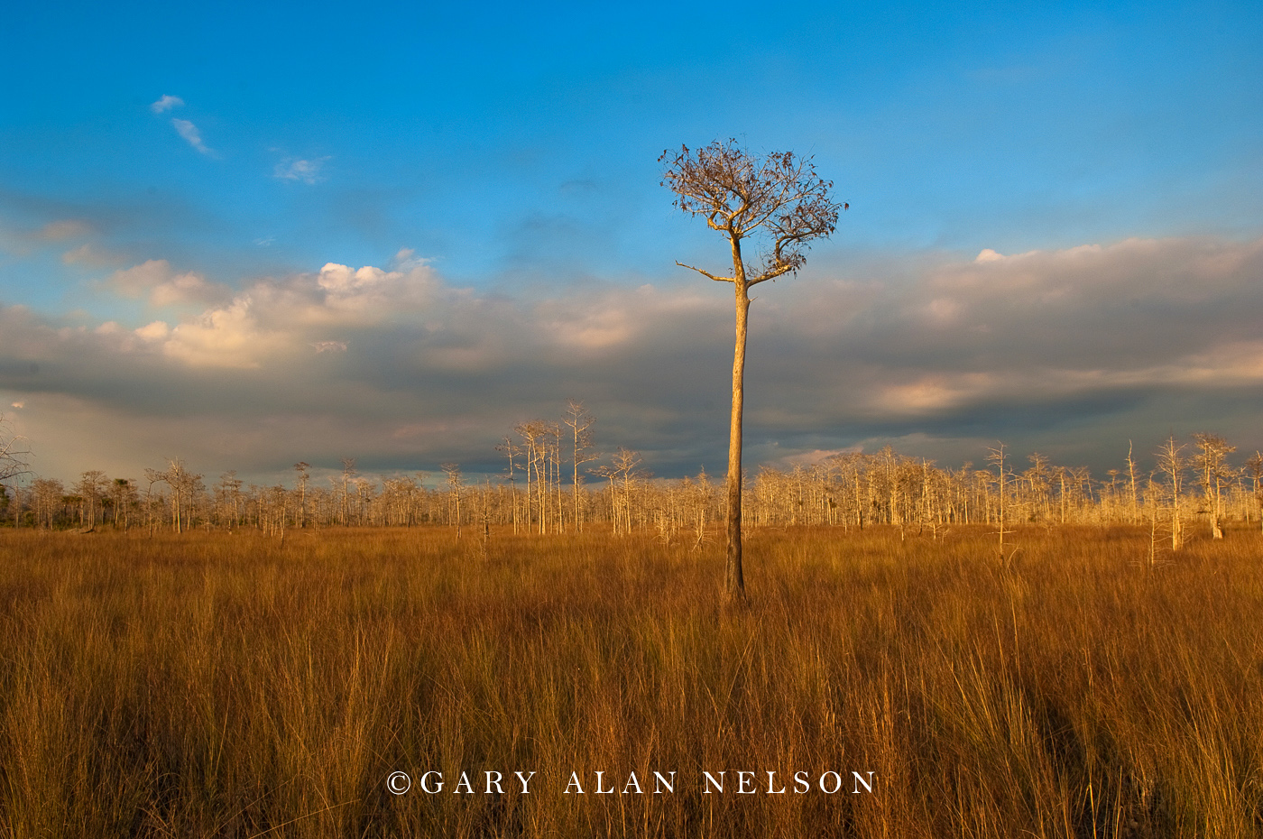 Cypress Tree and Sawgrass | Big Cypress National Preserve, Florida ...