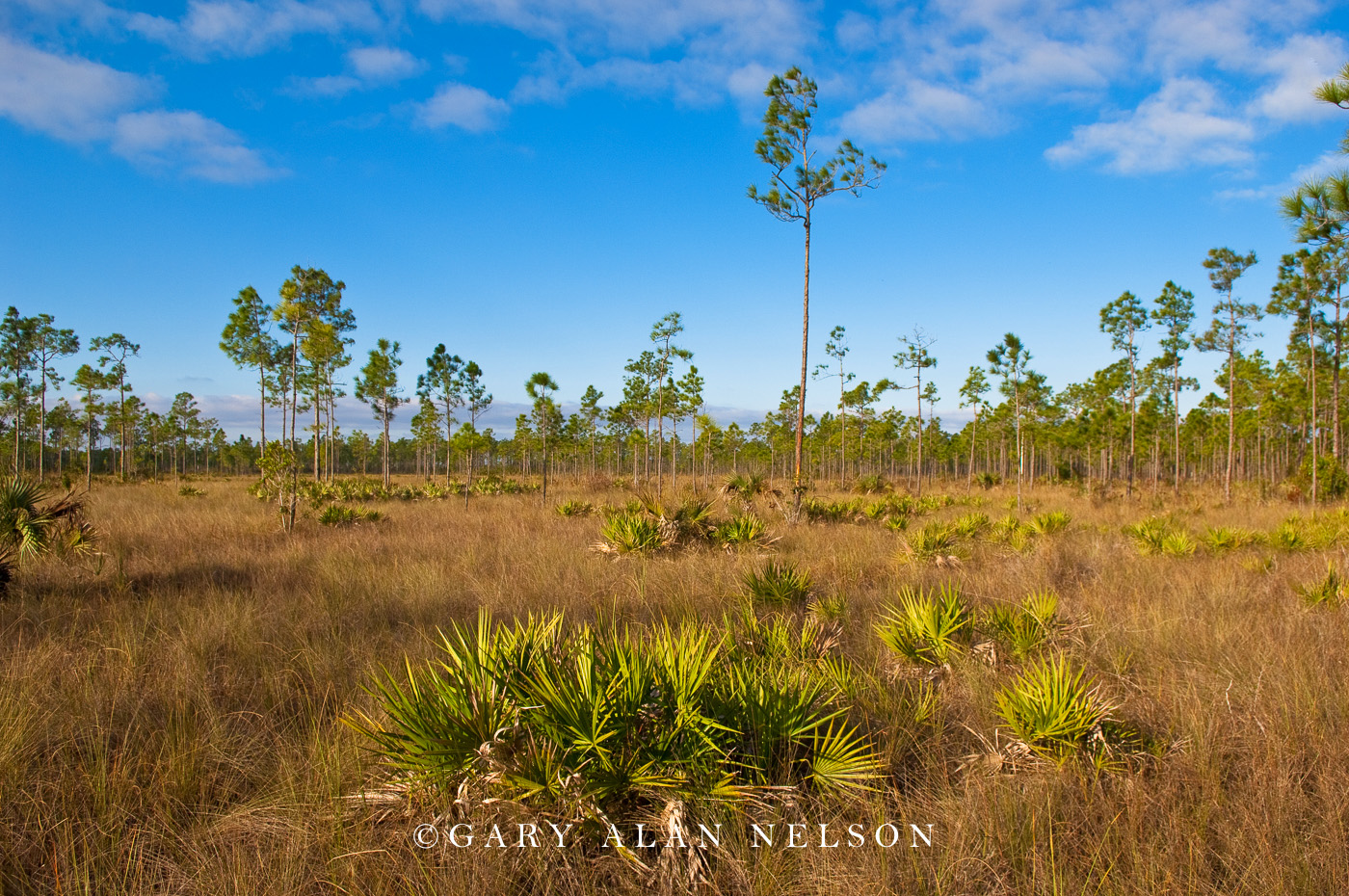 Slash Pines and Palmettos | Everglades National Park, Florida | Gary ...