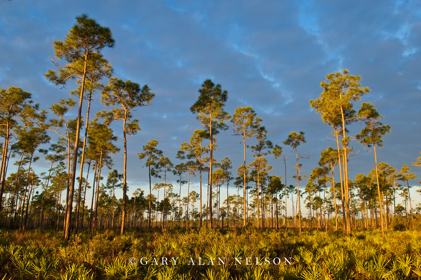 Slash Pines, Palmettos and Clouds | Everglades National Park, Florida ...