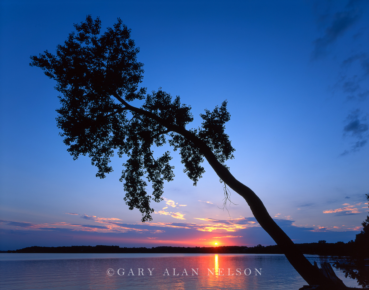 Leaning Tree | Sakatah Lake, Minnesota | Gary Alan Nelson Photography Leaning Tree | Sakatah Lake, Minnesota | Gary Alan Nelson Photography