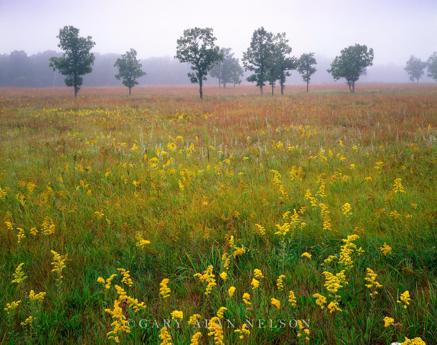 Prairie, Oak Trees and Fog | Lake Bronson State Park, Minnesota | Gary ...