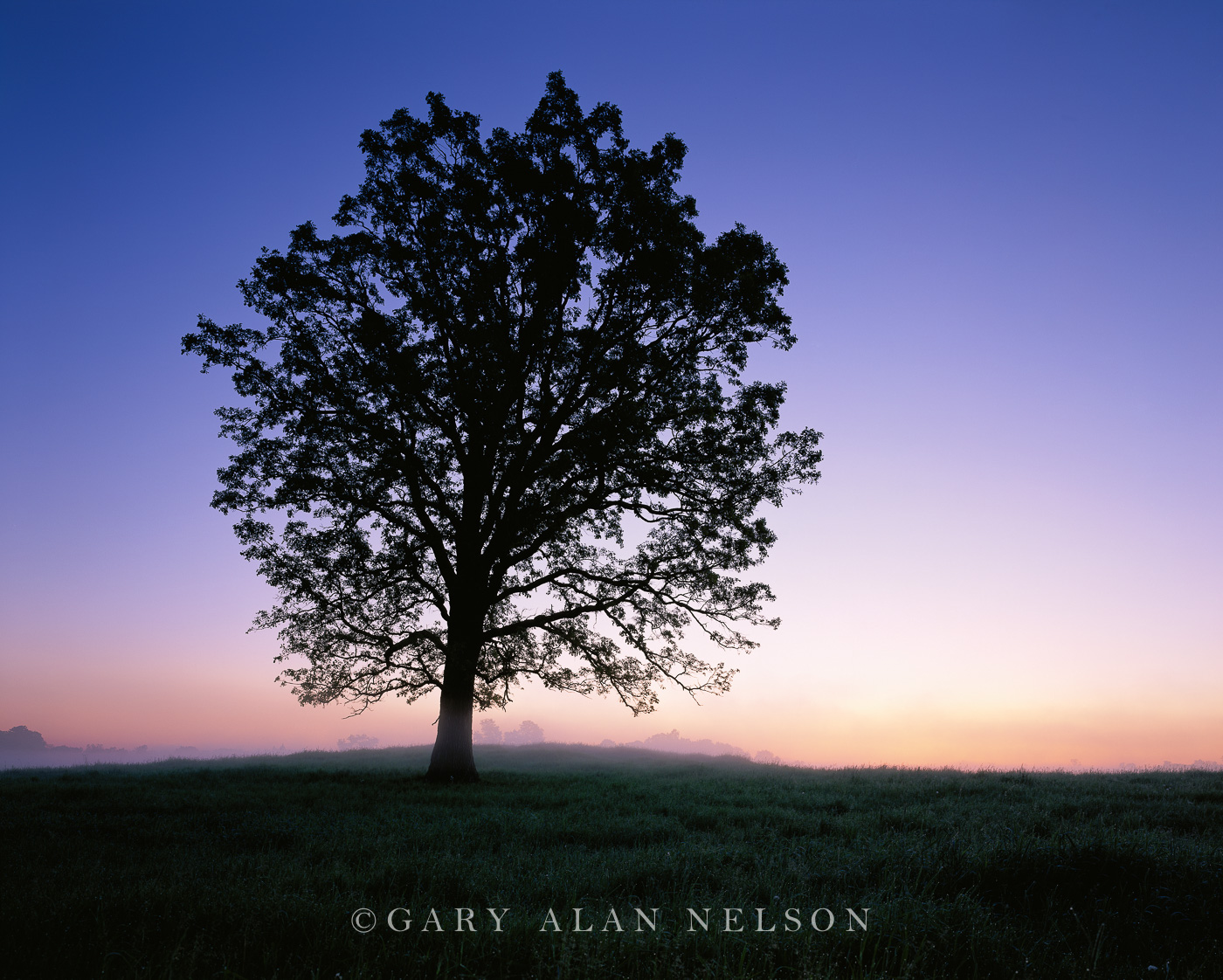 Oak Silhouette at Dawn | Minnesota | Gary Alan Nelson Photography