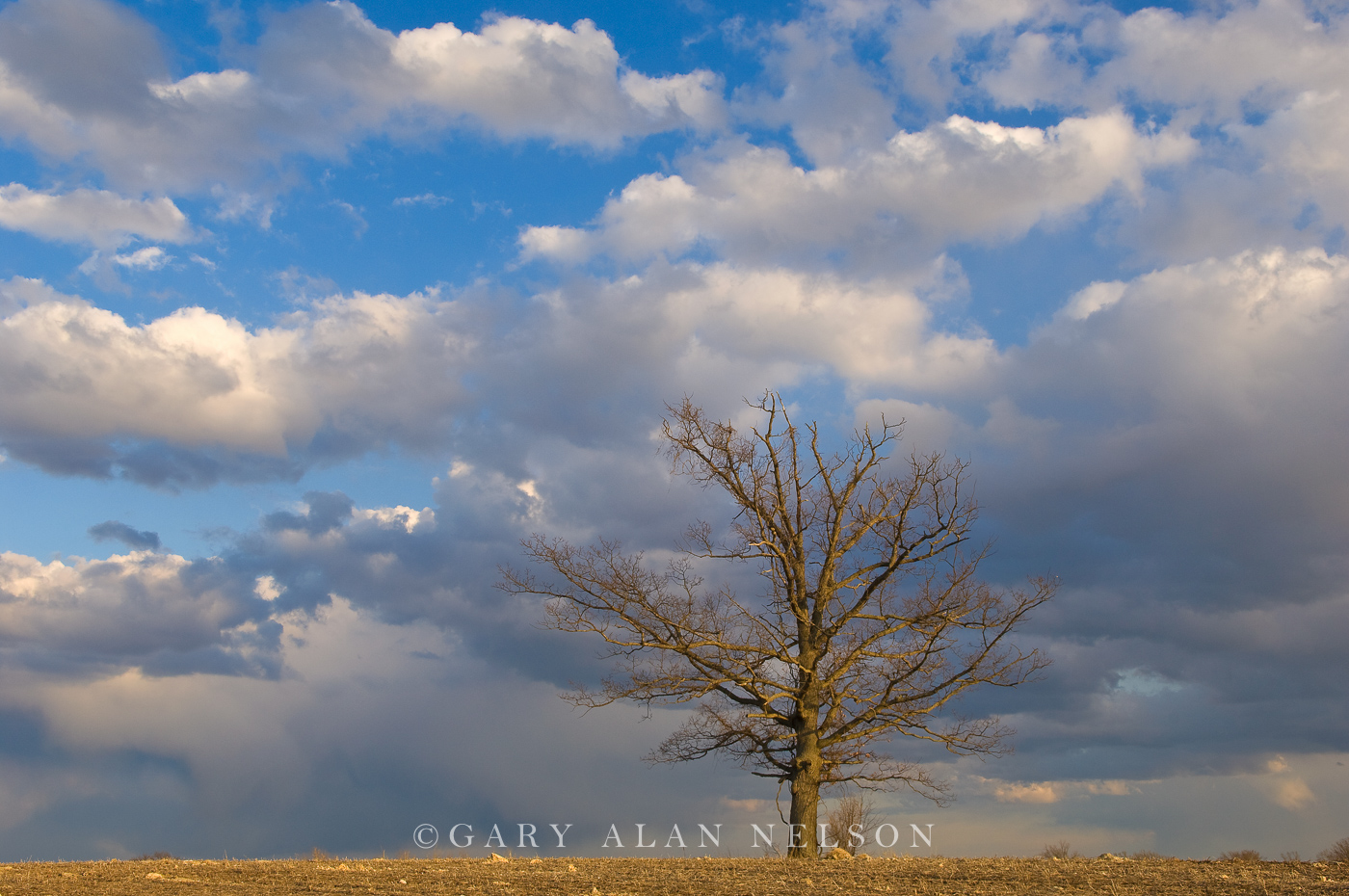 Oak and Clouds | Central Minnesota | Gary Alan Nelson Photography