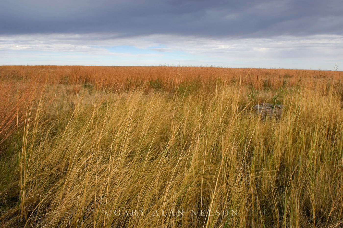 Prairie Grass Minnesota Gary Alan Nelson Photography
