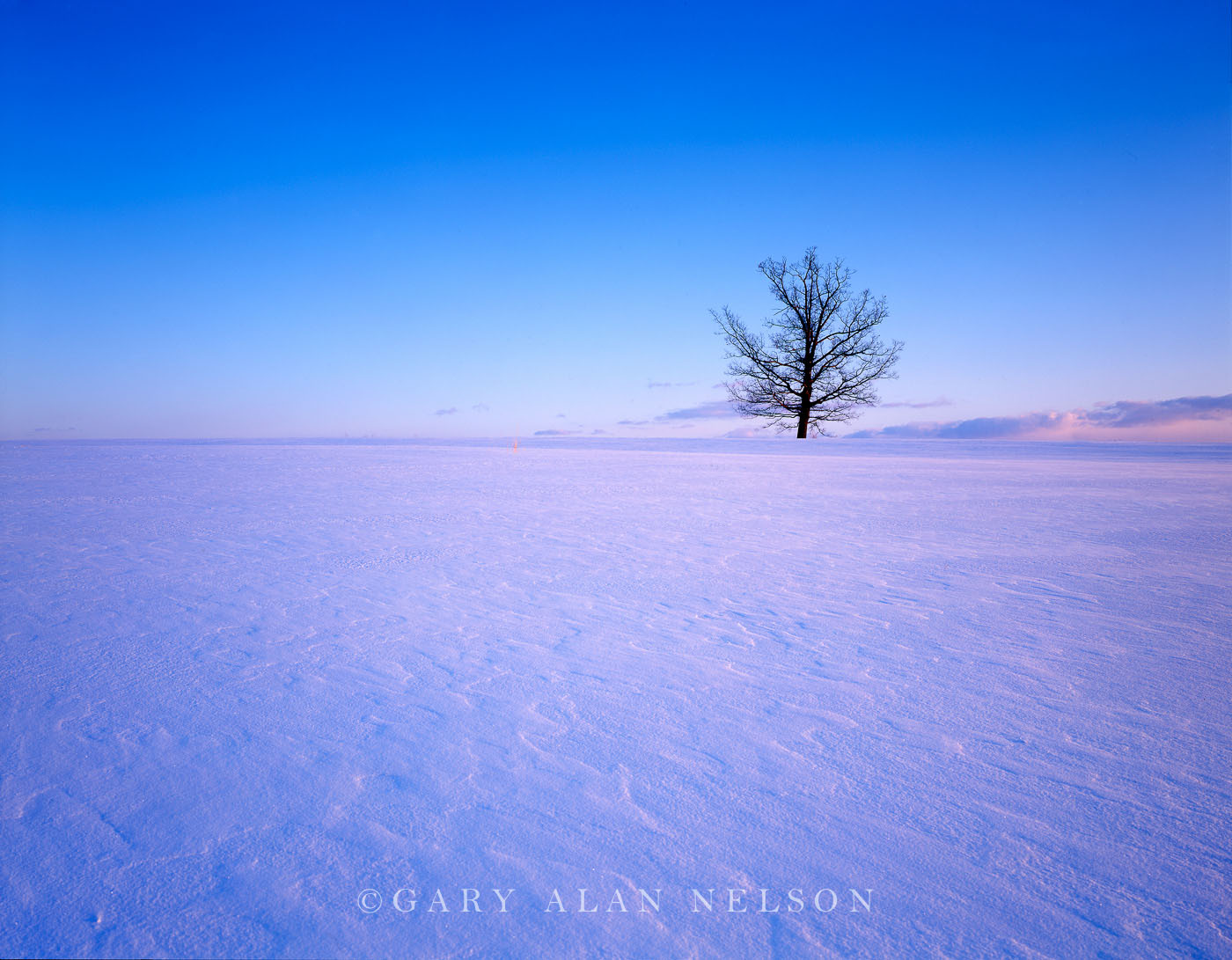 Oak Tree in a State of Nature | Central Minnesota | Gary Alan Nelson ...