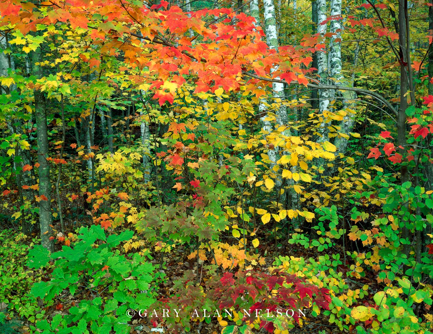 Autumn Colors | Banning State Park, Minnesota | Gary Alan Nelson ...