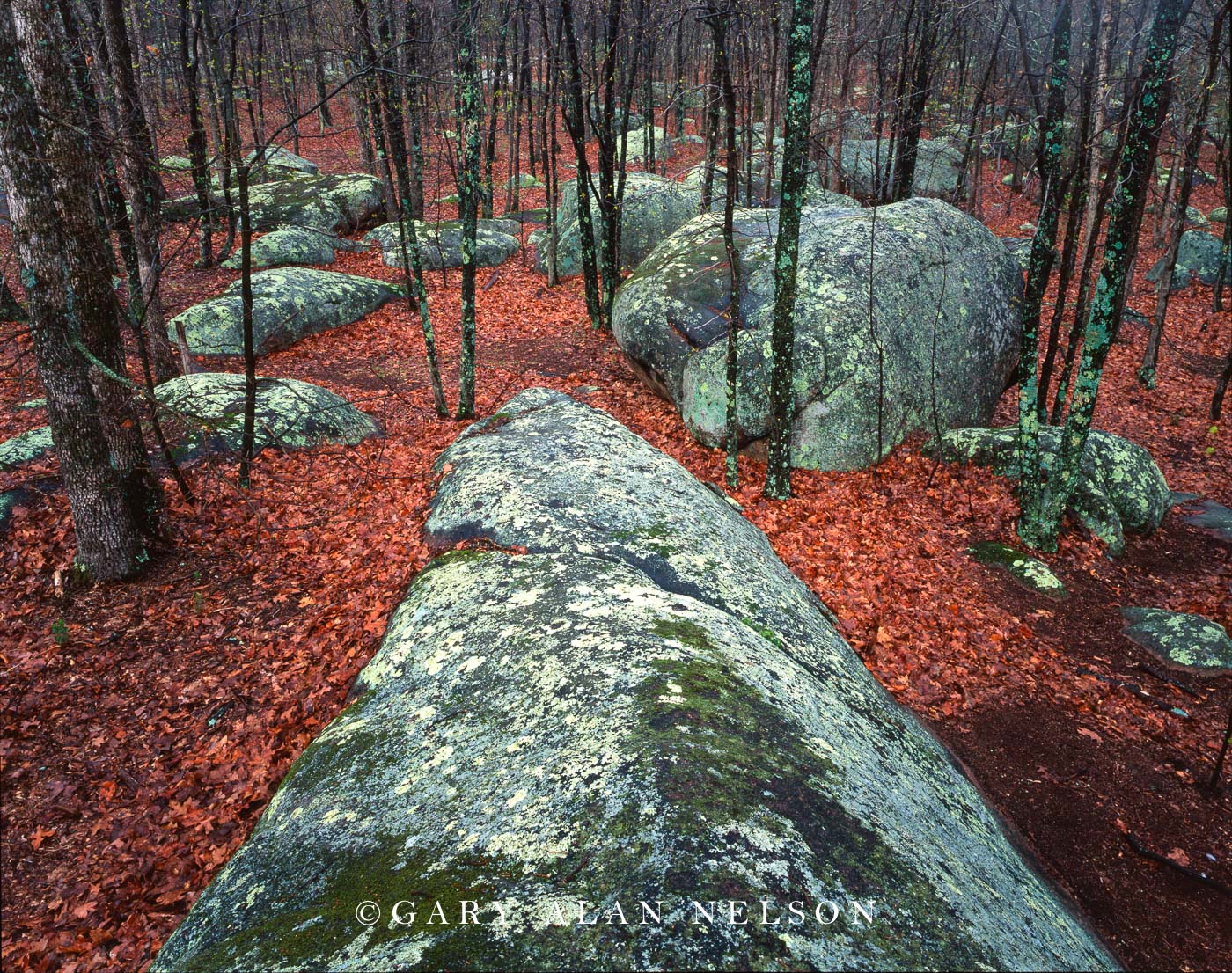 Boulders in Woods | Elephant Rocks State Park, Missouri | Gary Alan ...